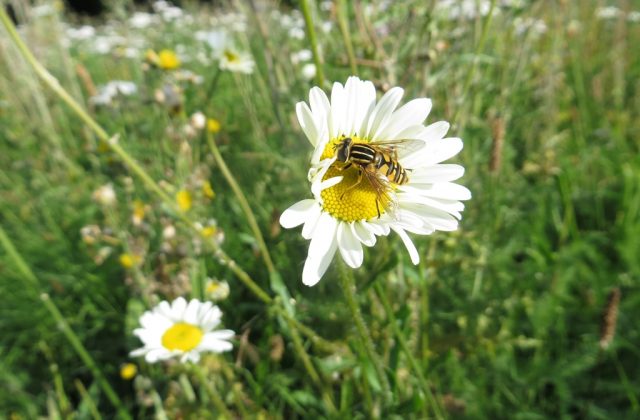 Pollinator Guidance - Buglife