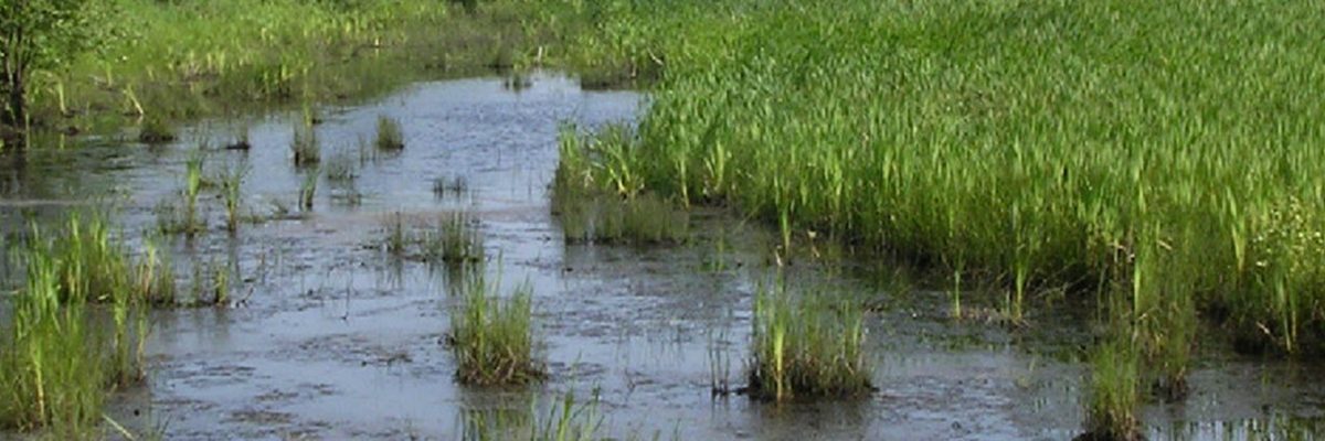 Types of Invertebrates by Habitat - Buglife