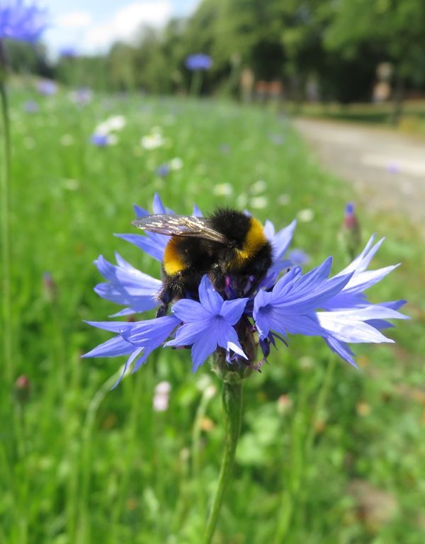 Pollinator Reports - Buglife