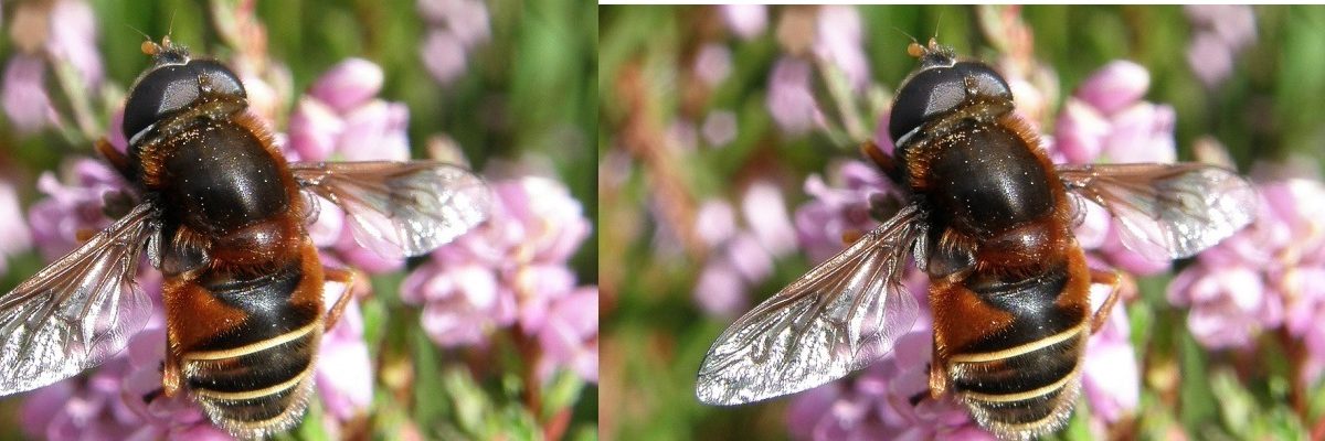 Bog Hoverfly - Buglife projects