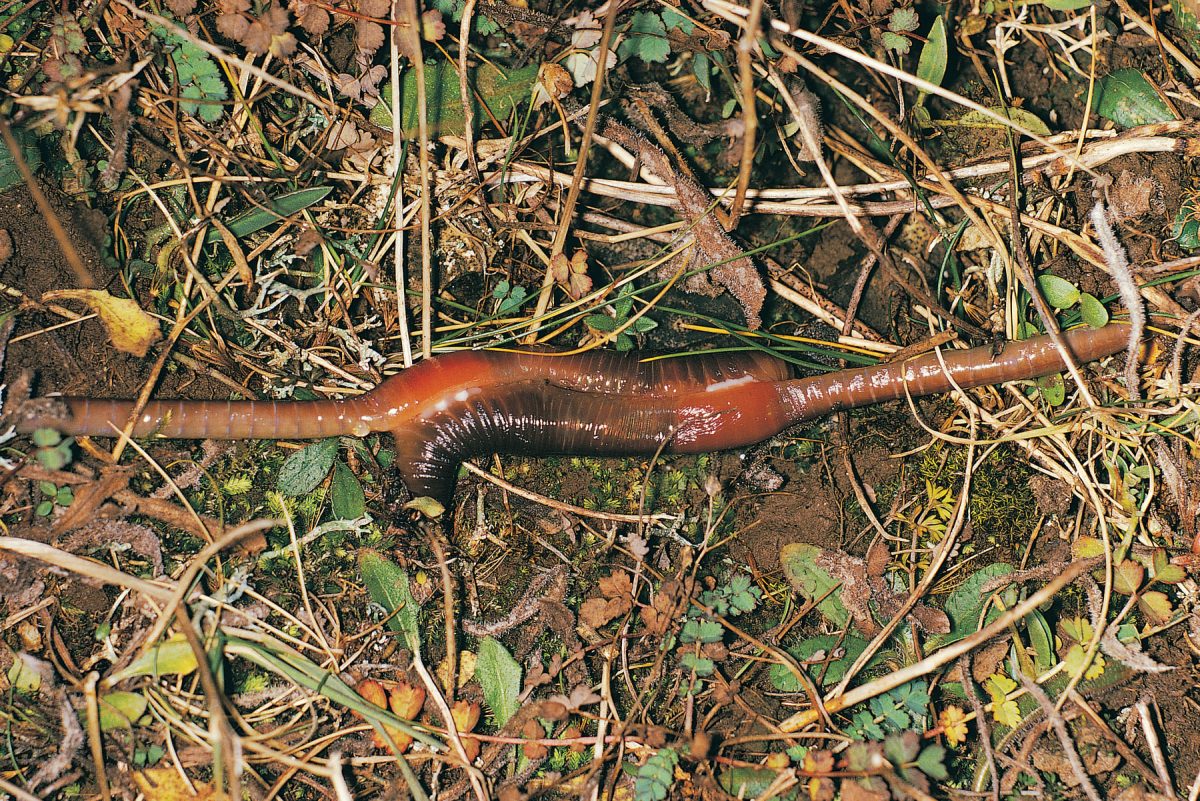 Glorious Earthworms - Buglife Blog - Buglife