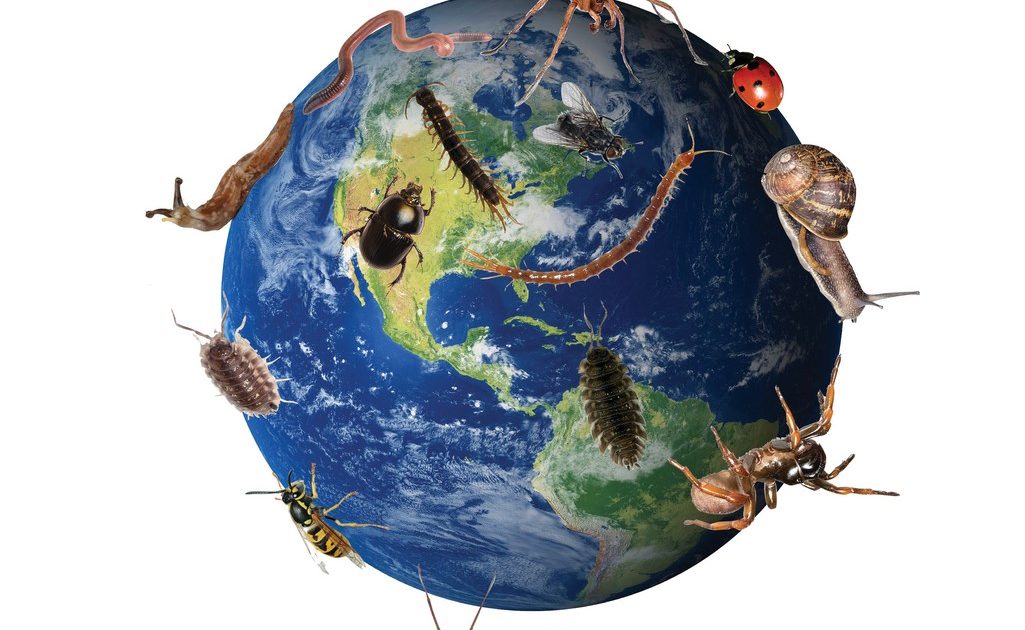 Buglife Support Global Accessibility Awareness Day 2021 - Buglife Blog ...