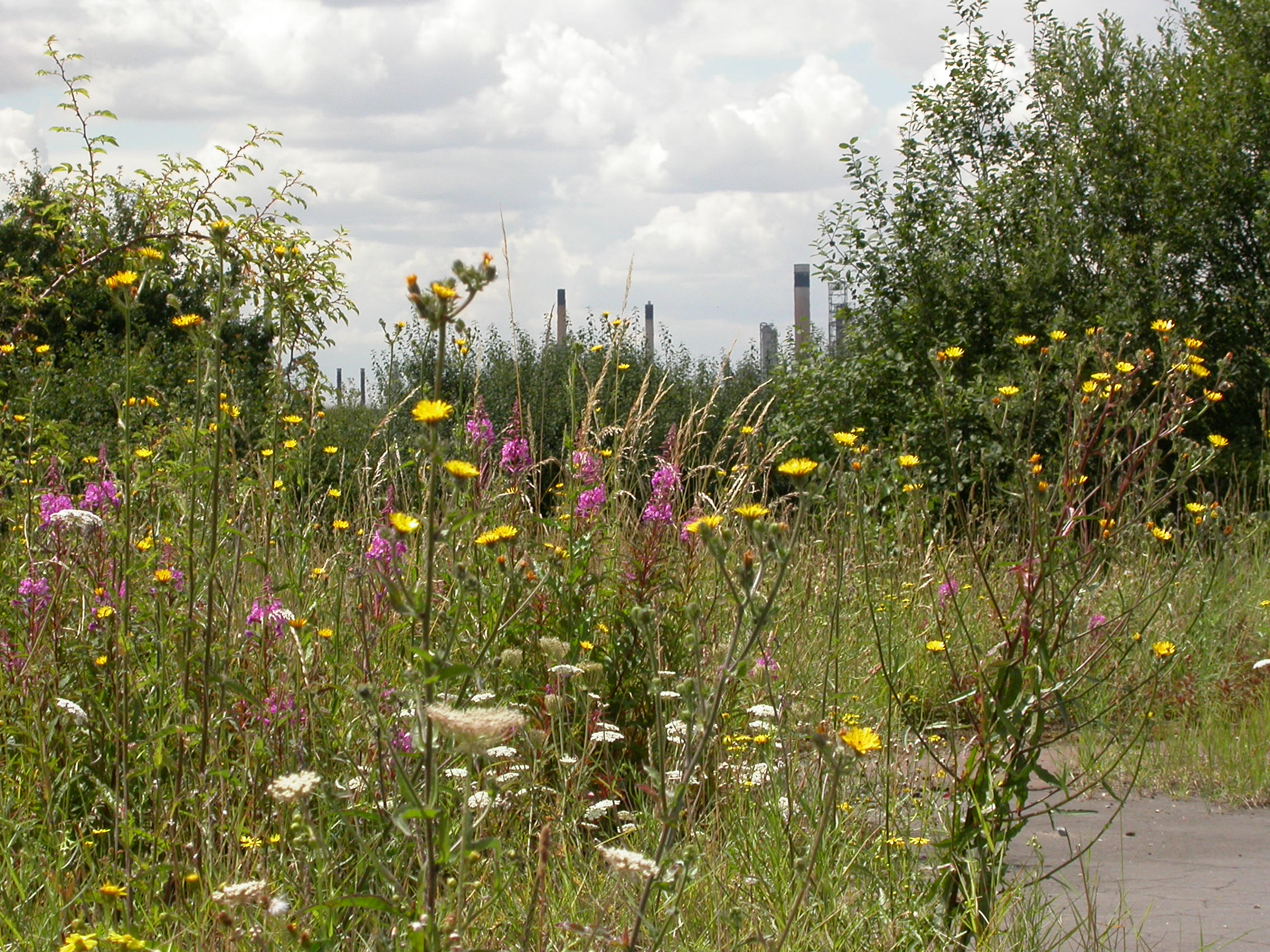 Canvey Wick ~ Habitat Restoration Works - Buglife