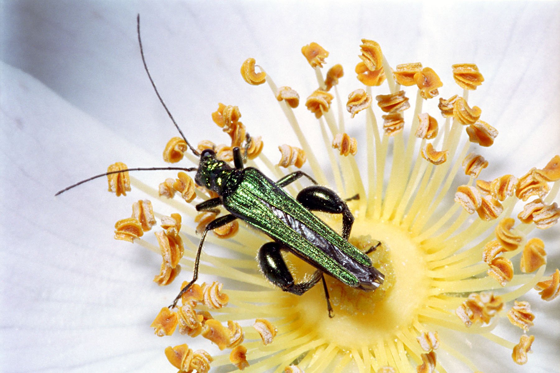 B-Lines Wales - Buglife