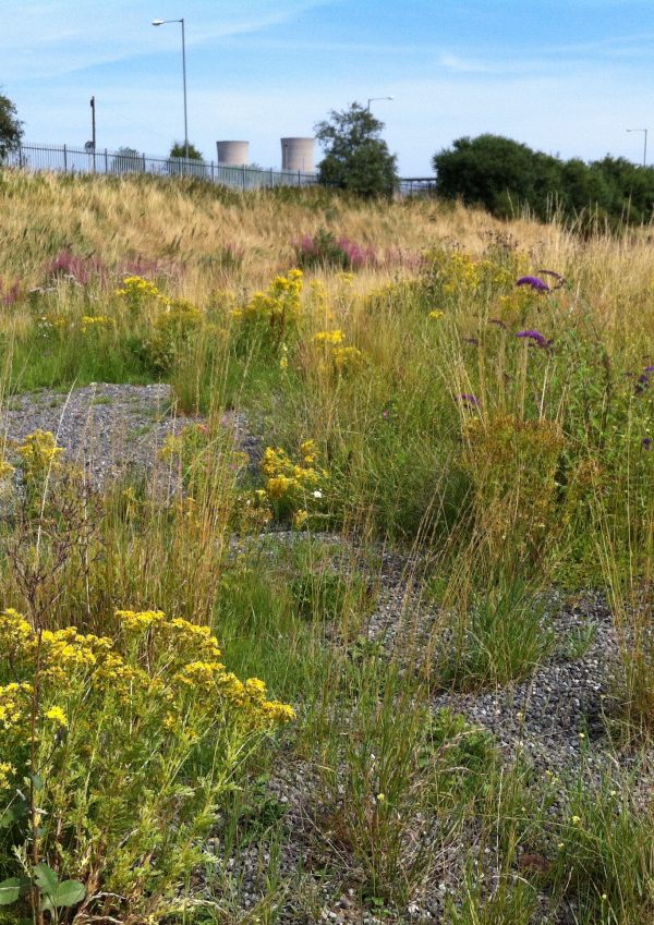 Identifying Open Mosaic Habitat - Buglife