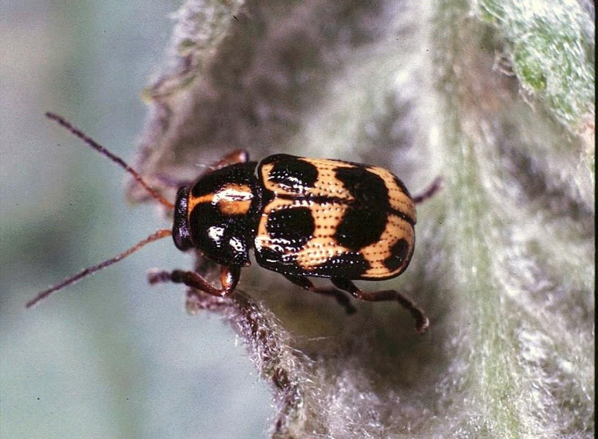 Spotting Pot Beetles - Buglife projects