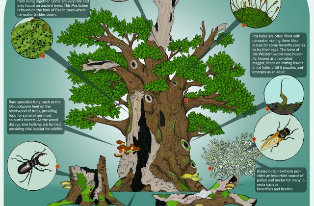 Activities for Schools - Buglife