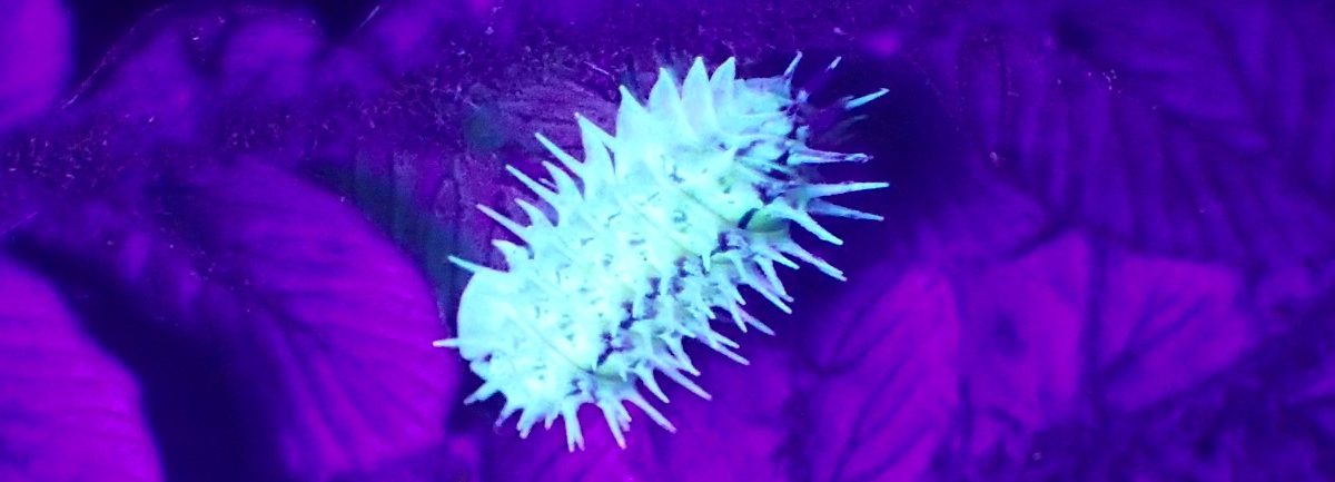 Bugs on the Brink - Buglife projects