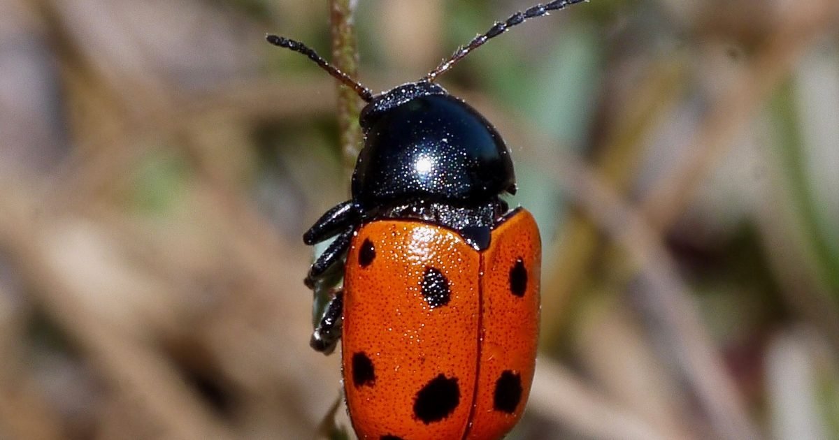 Record numbers and new site discovered for rare beetle - Buglife latest ...