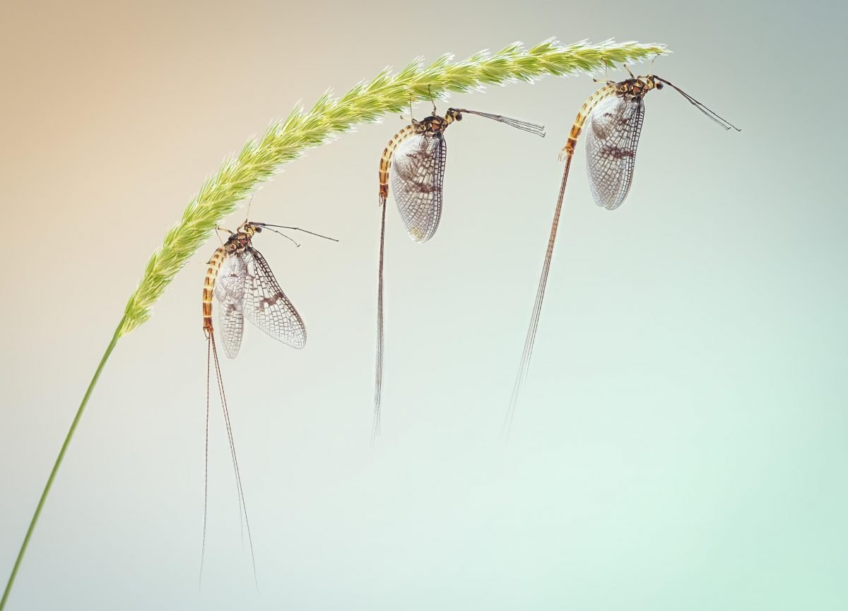 Terrestrial Invertebrates - Buglife