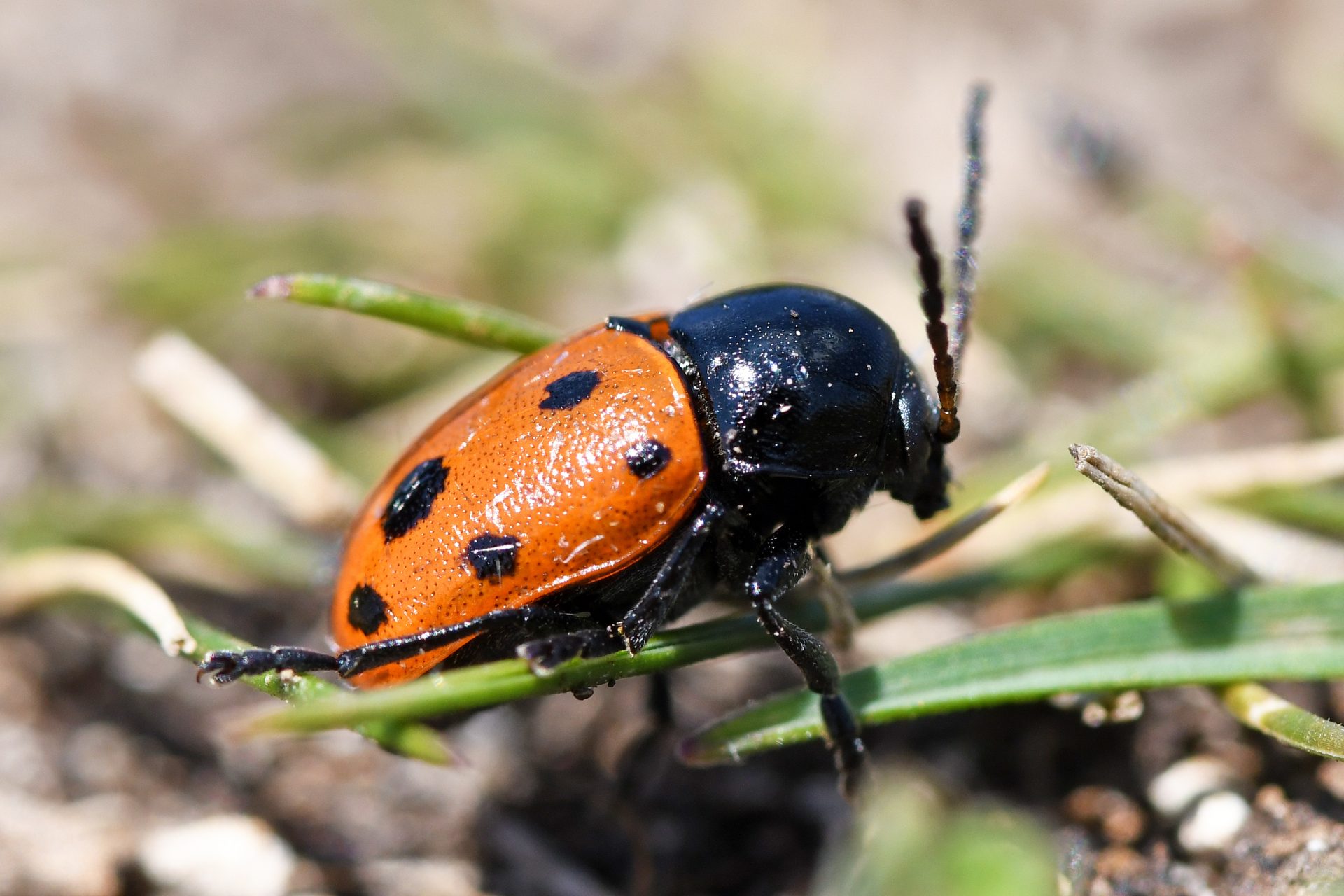Limestone's Living Legacies - Buglife projects