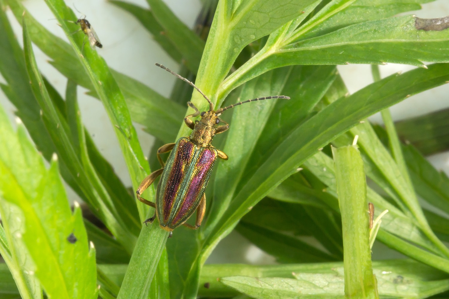 Zircon Reed Beetle - Bug Directory - Buglife