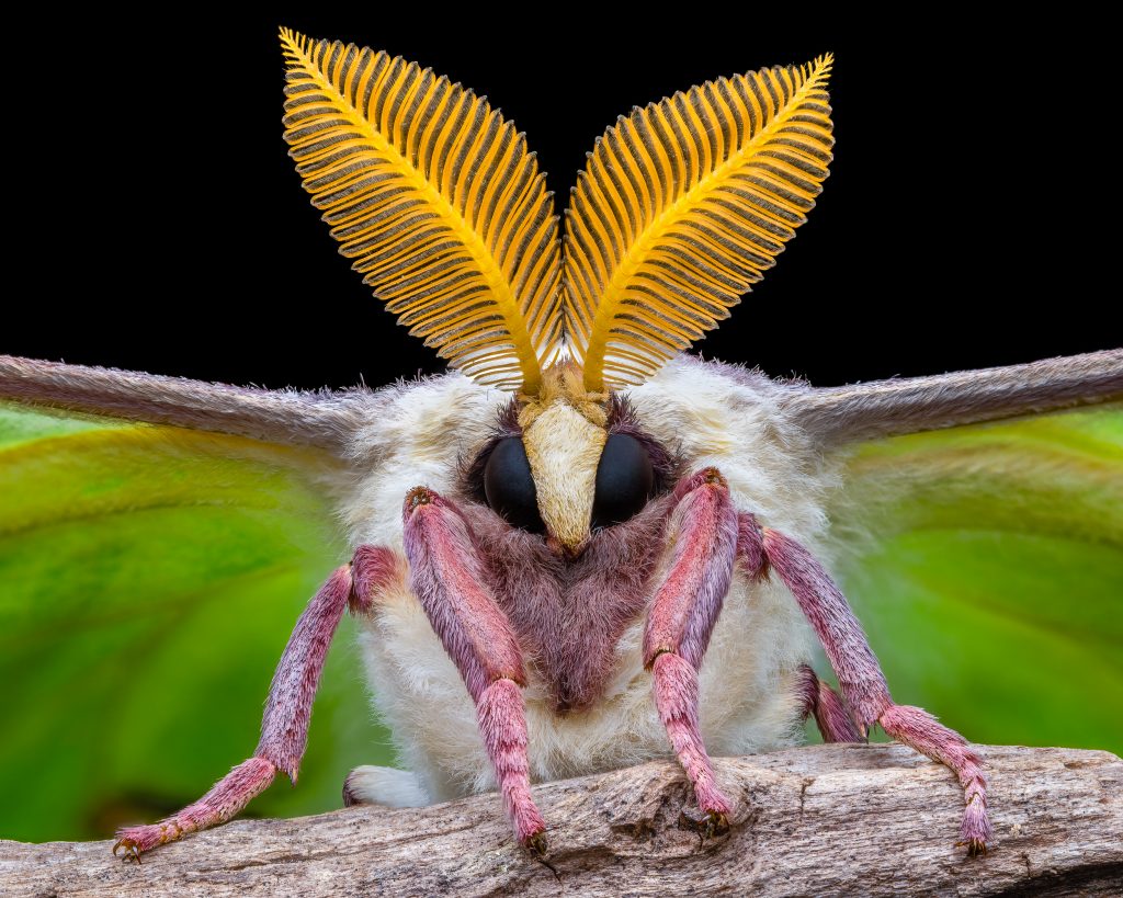 Winners announced in the Buglife Bug Photography Awards 2021 - Buglife ...