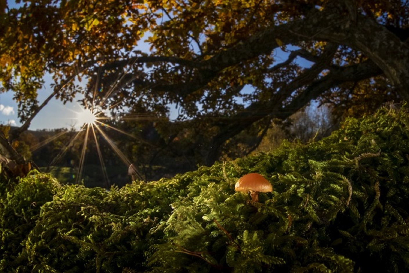 Ancient Tree Hub - Buglife