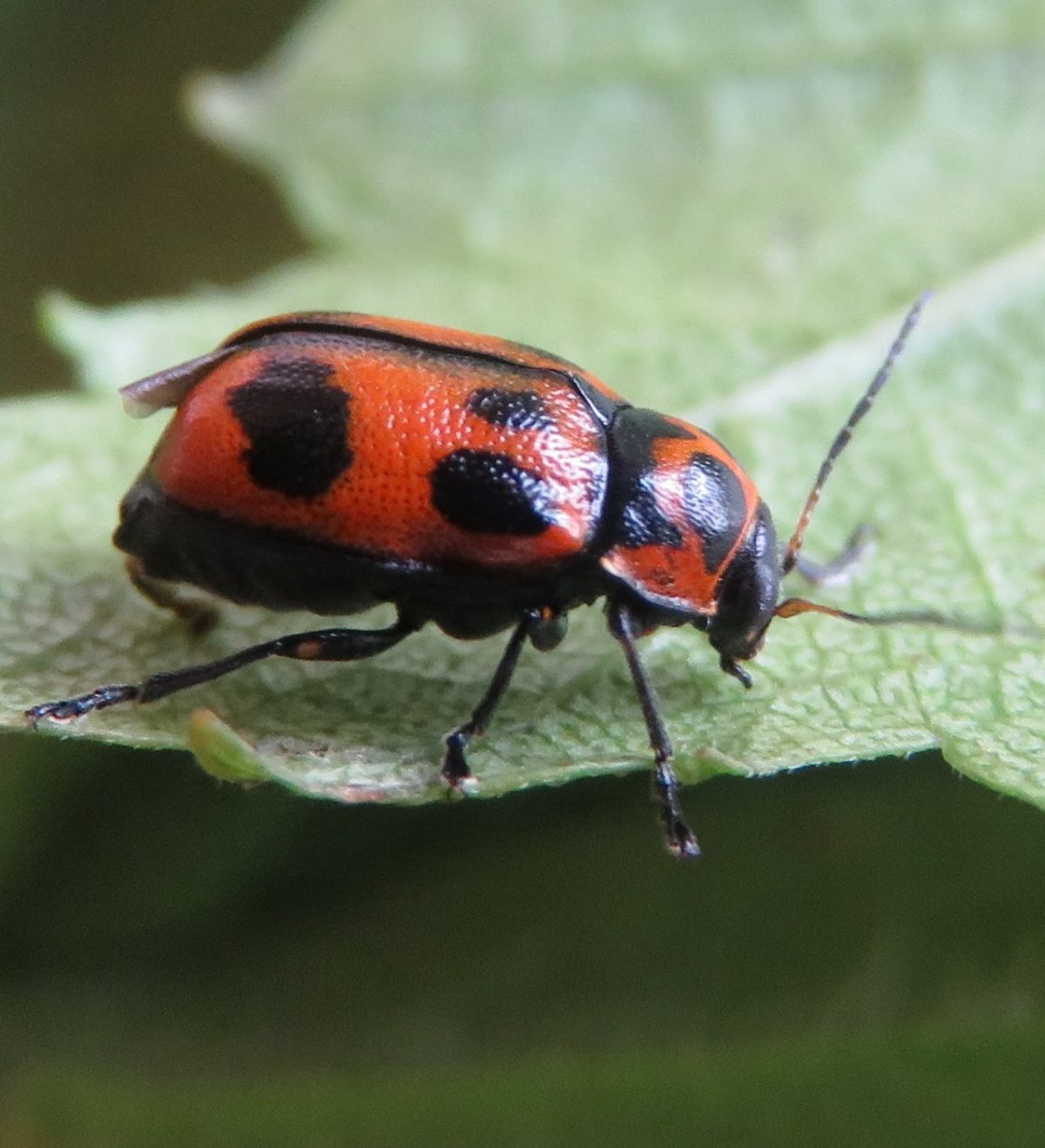 Spotting Pot Beetles - Buglife projects