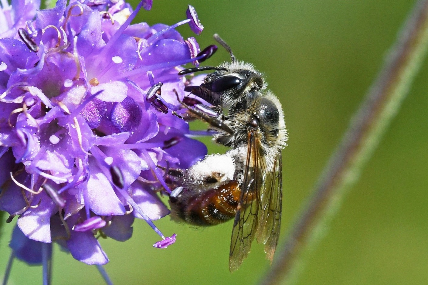 Newport Pollinator Project - Buglife projects