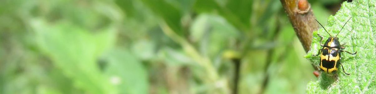 Spotting Pot Beetles - Buglife projects
