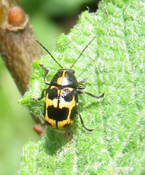 Spotting Pot Beetles - Buglife projects