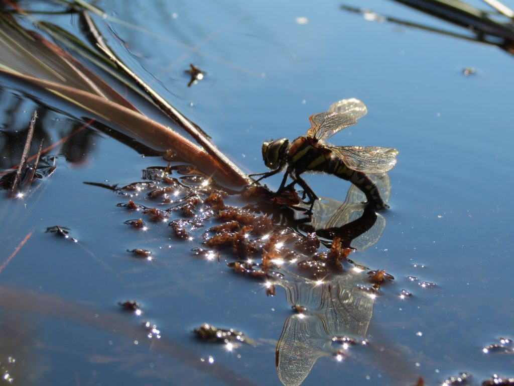 Don't get bogged down with peat... - Buglife Blog - Buglife