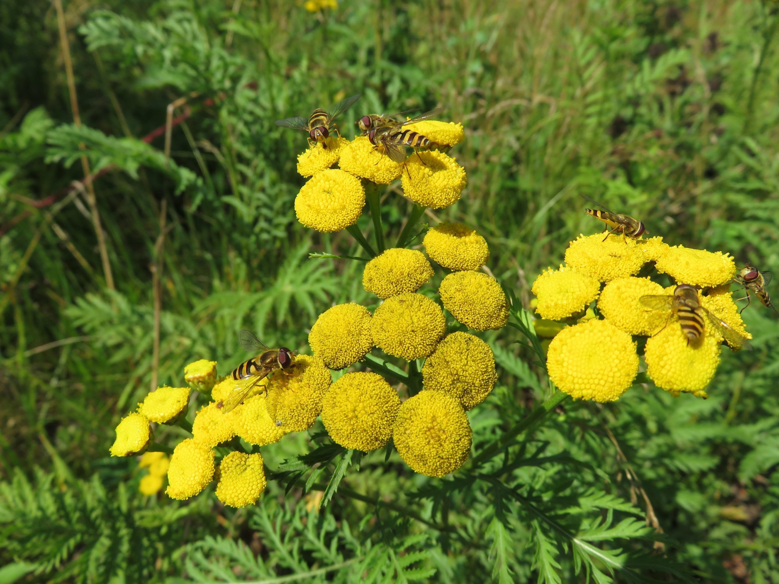Strathmore B-Lines ~ People & Pollinators in Strathmore - Buglife projects