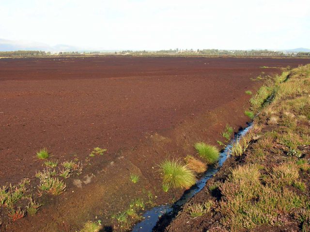 Climate and Ecological Emergency Declaration - Buglife