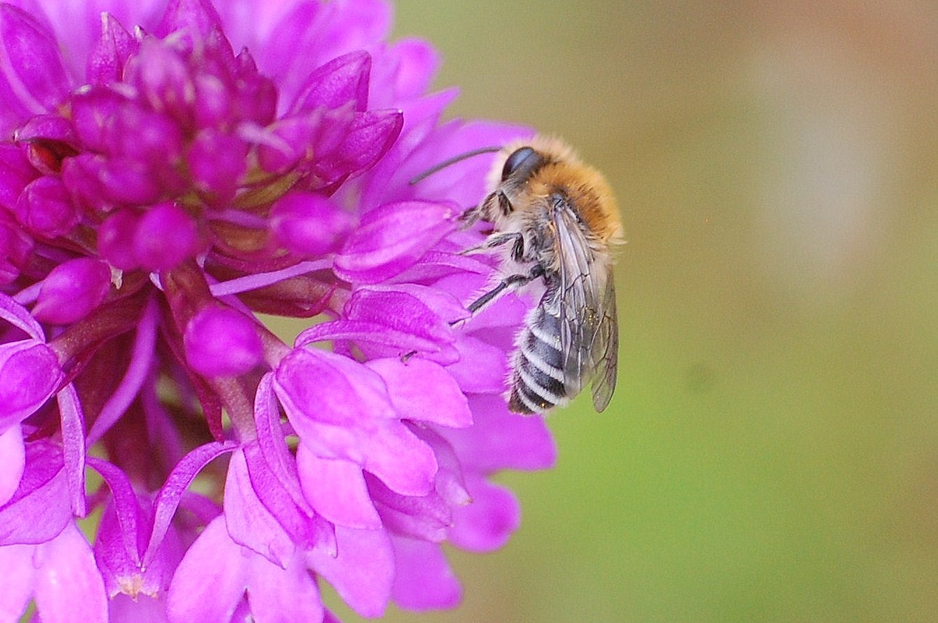 An introduction to the Northern Colletes mining bee - Buglife Blog ...