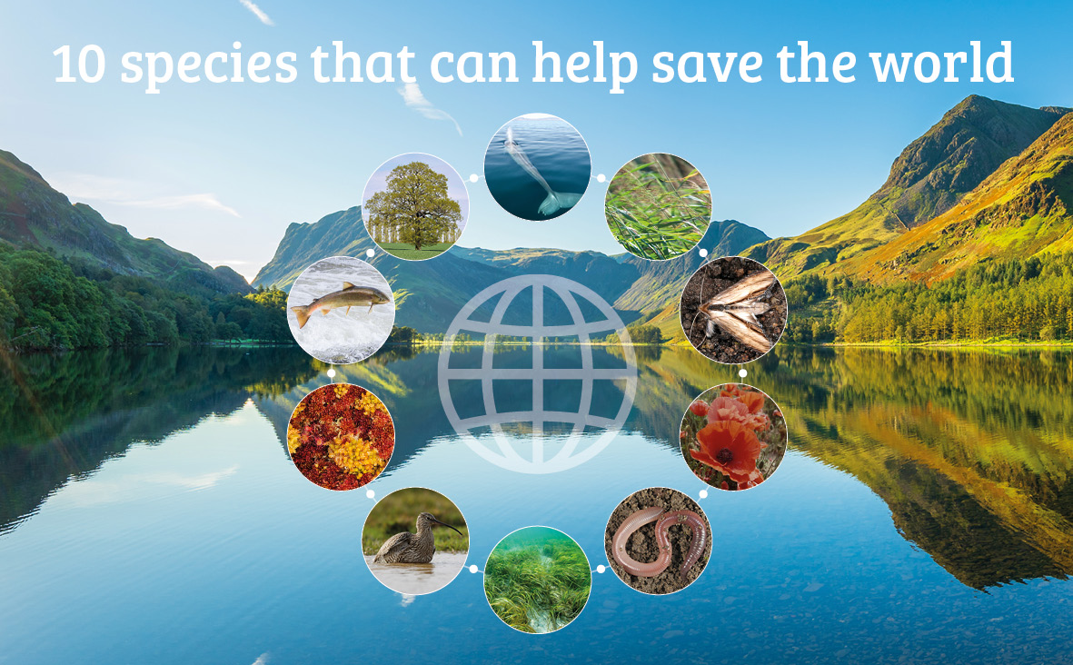 10 species that can help save the world – new report highlights the ...