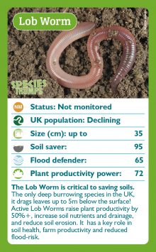 Lob Worm (aka Common Earthworm) - Bug Directory - Buglife