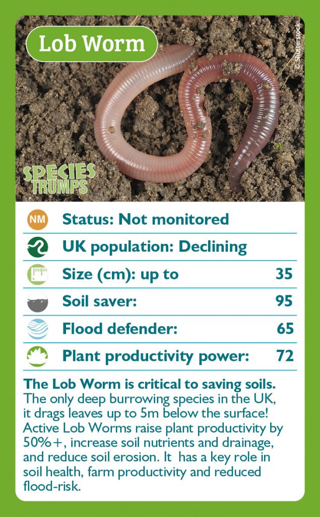 Lob Worm (aka Common Earthworm) - Bug Directory - Buglife