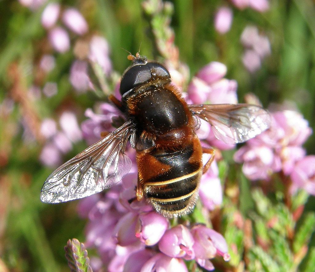 Bog Hoverfly - Buglife projects