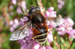 St Mark's Fly - Bug Directory - Buglife