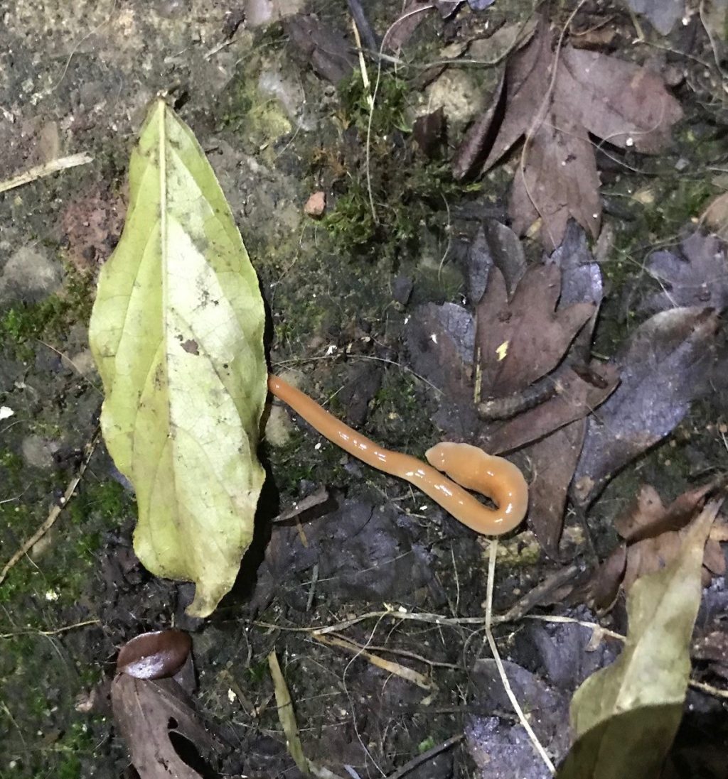 How many non-native flatworms are in your garden...? - Buglife Blog ...