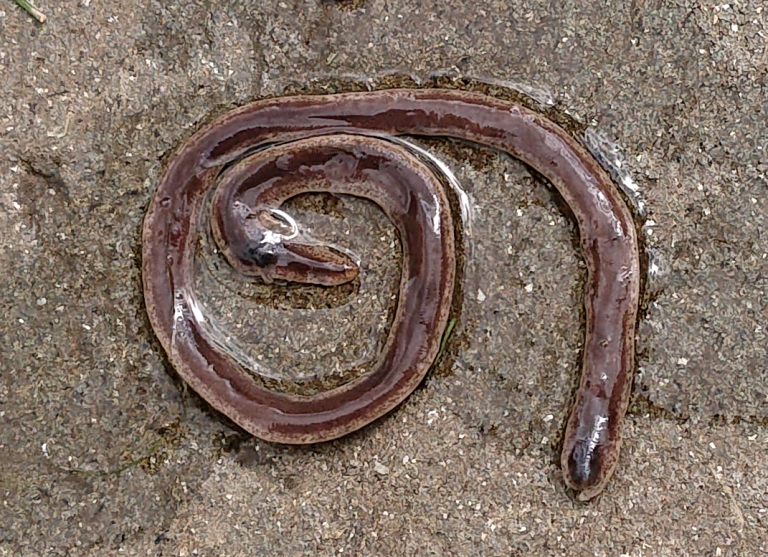 How many non-native flatworms are in your garden...? - Buglife Blog ...