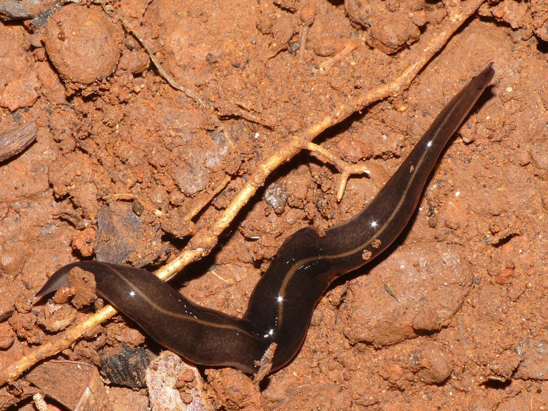 How many non-native flatworms are in your garden...? - Buglife Blog ...