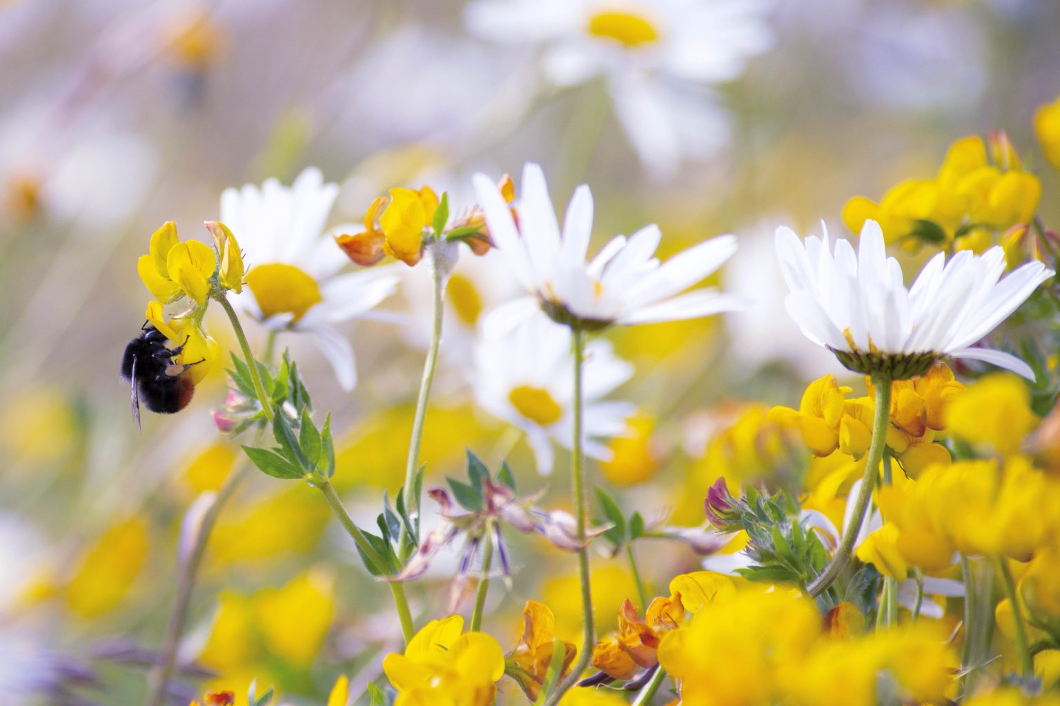 National Meadows Day 2023 in Scotland - Buglife Blog - Buglife