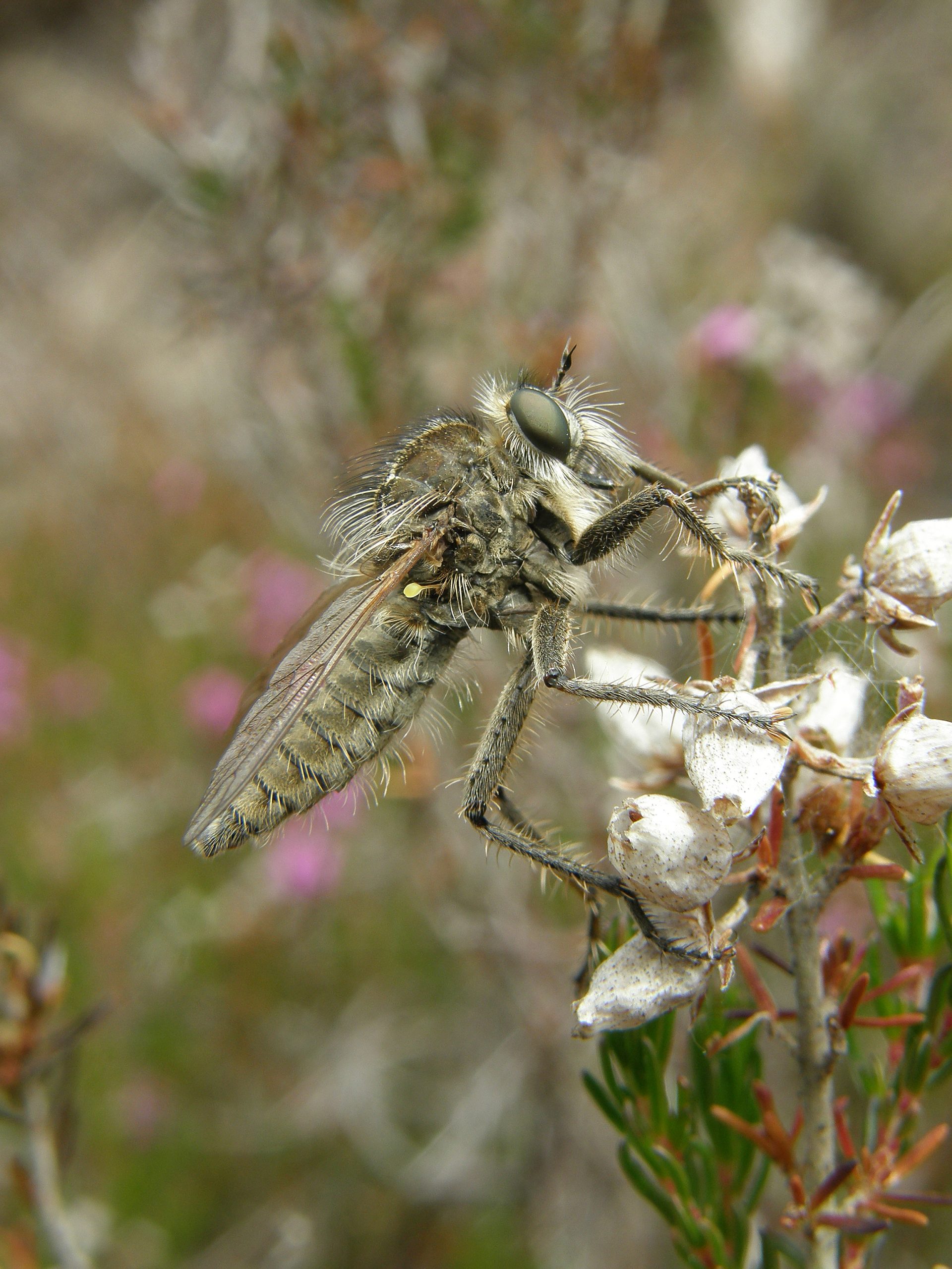 Fan-bristled Robberfly - Bug Directory - Buglife