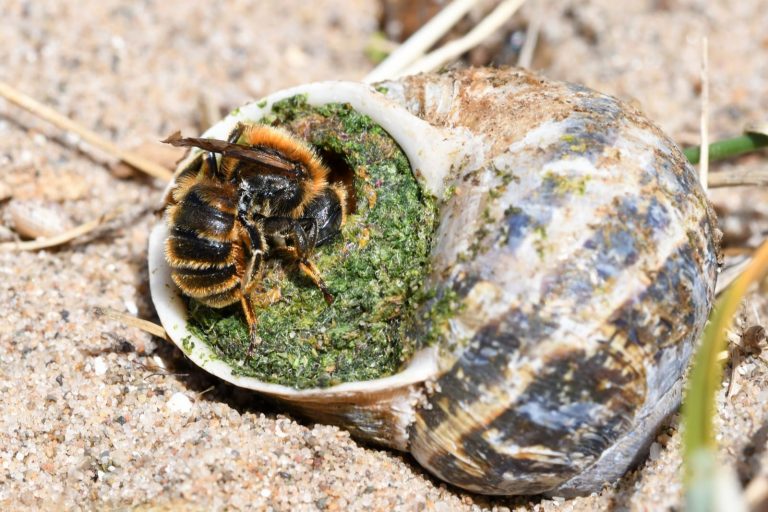 Gold-fringed Mason Bee - Bug Directory - Buglife