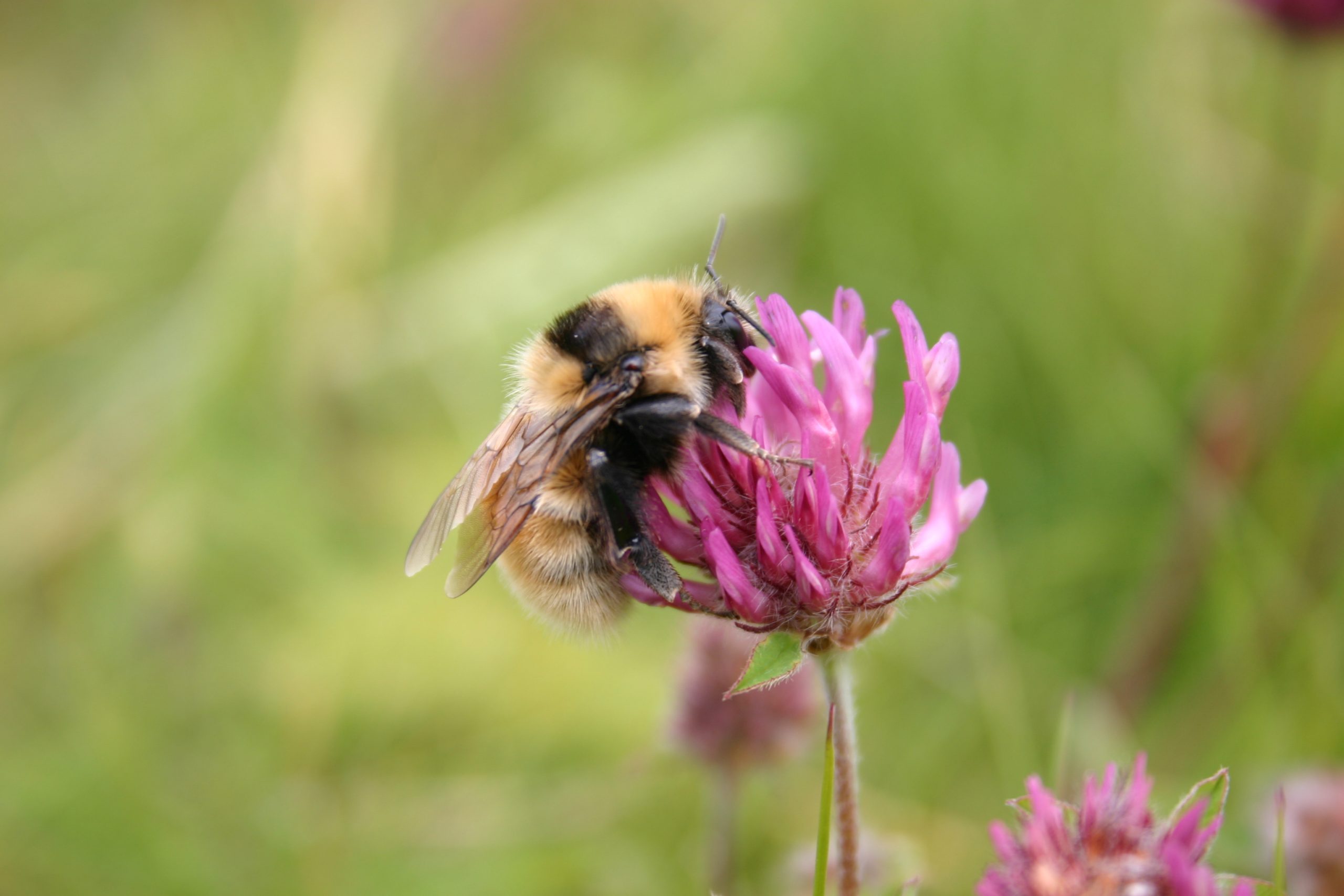 Great Yellow Bumblebee - Bug Directory - Buglife