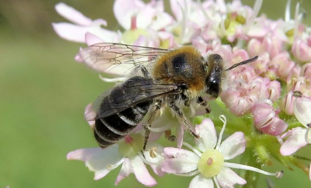 An introduction to the Northern Colletes mining bee - Buglife Blog ...