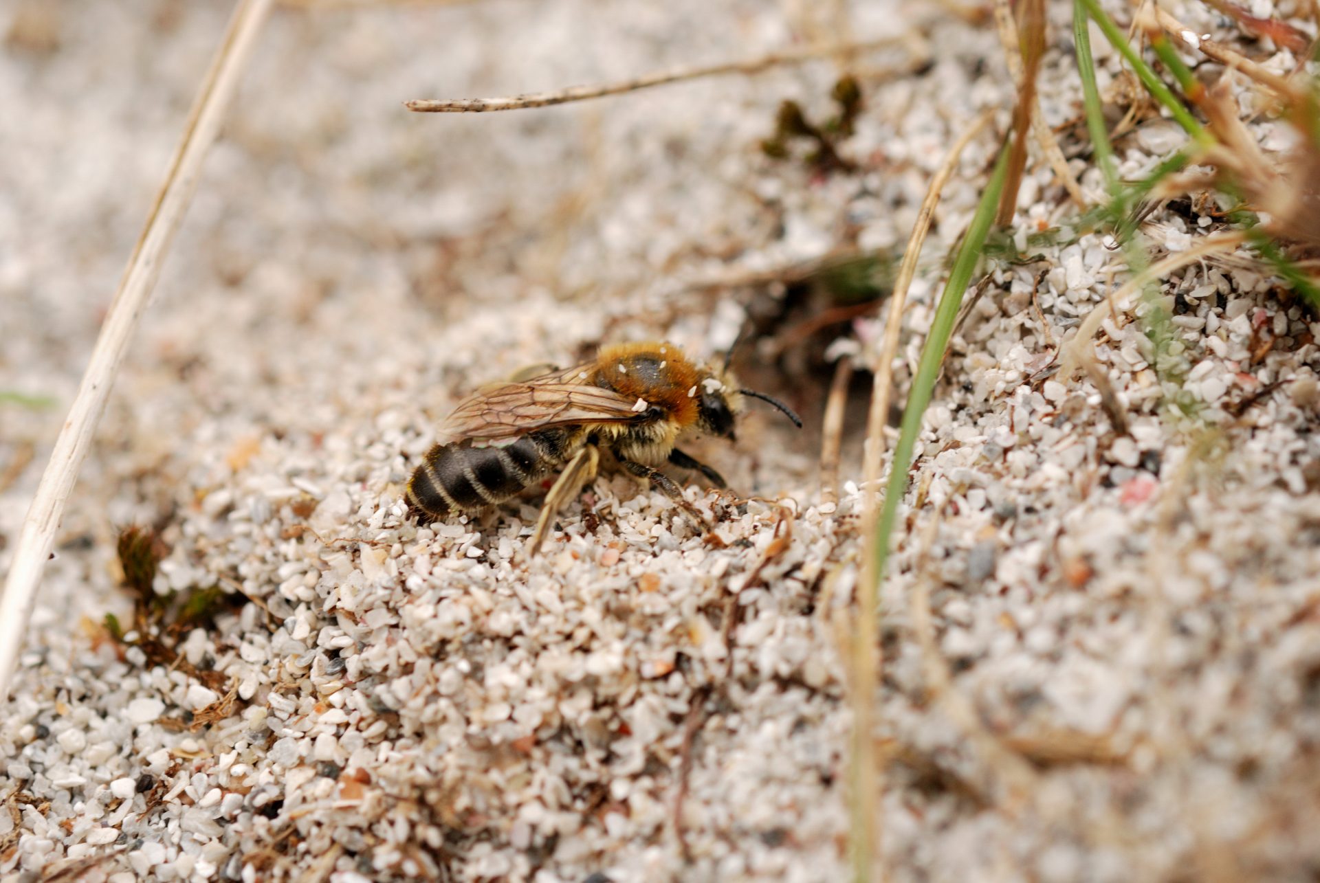An introduction to the Northern Colletes mining bee - Buglife Blog ...