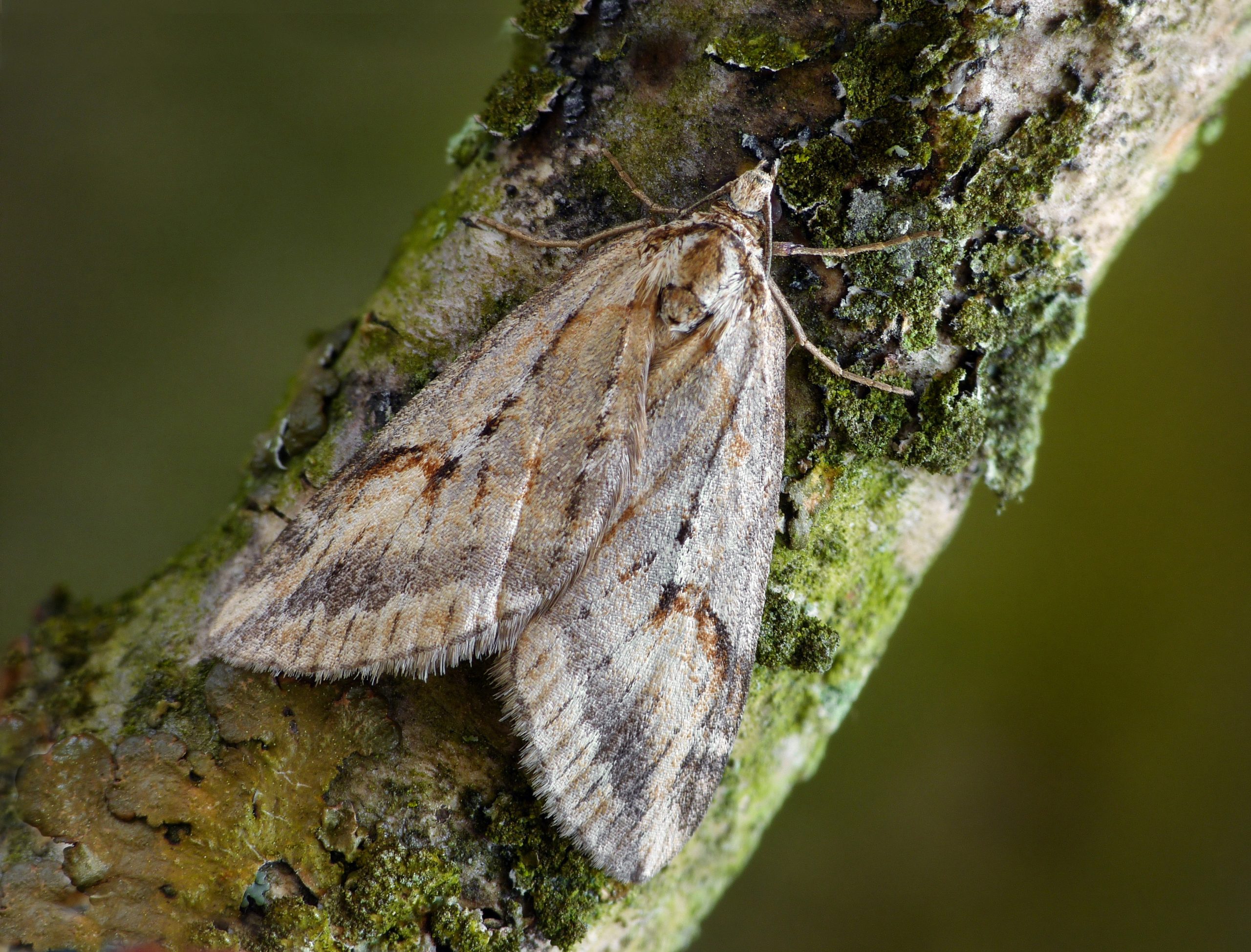 Broom-tip Moth - Bug Directory - Buglife