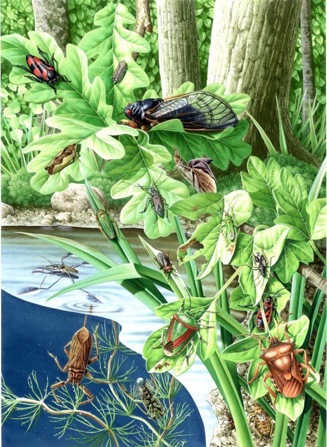 Terrestrial Invertebrates - Buglife