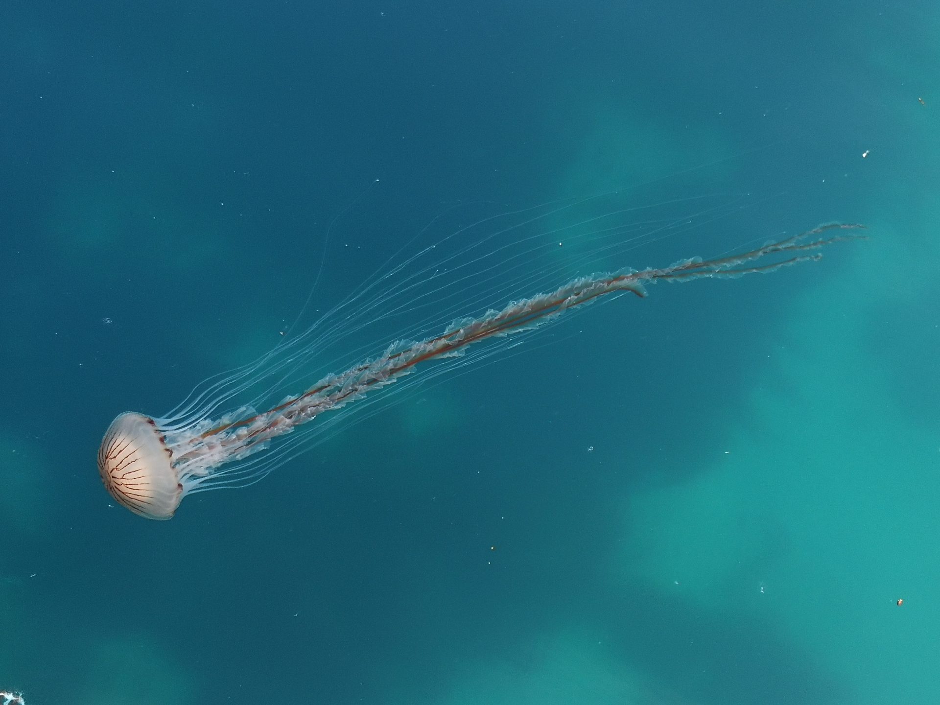 I don’t think you’re ready for these Jellies: A brief dive into the ...