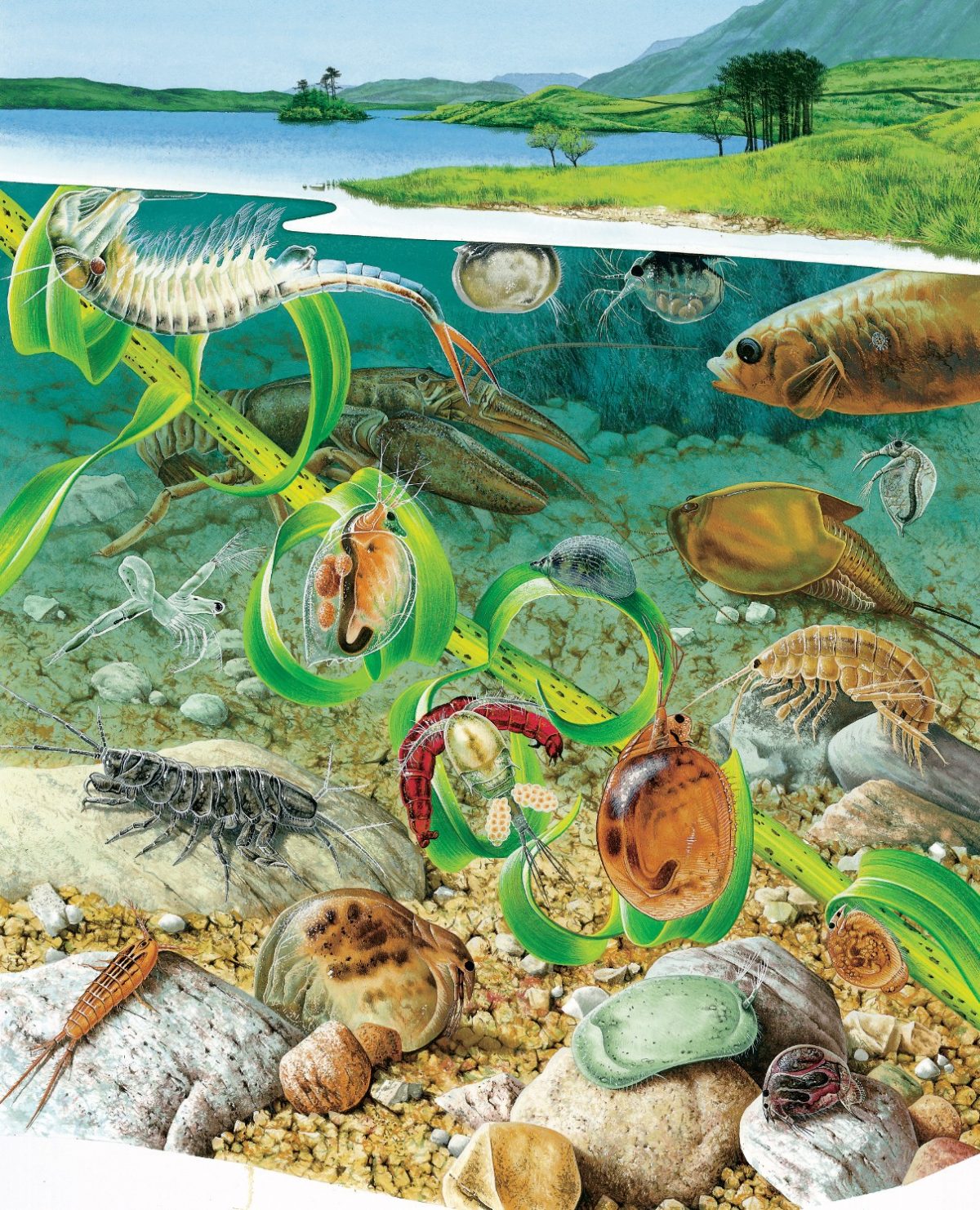 Terrestrial Invertebrates - Buglife