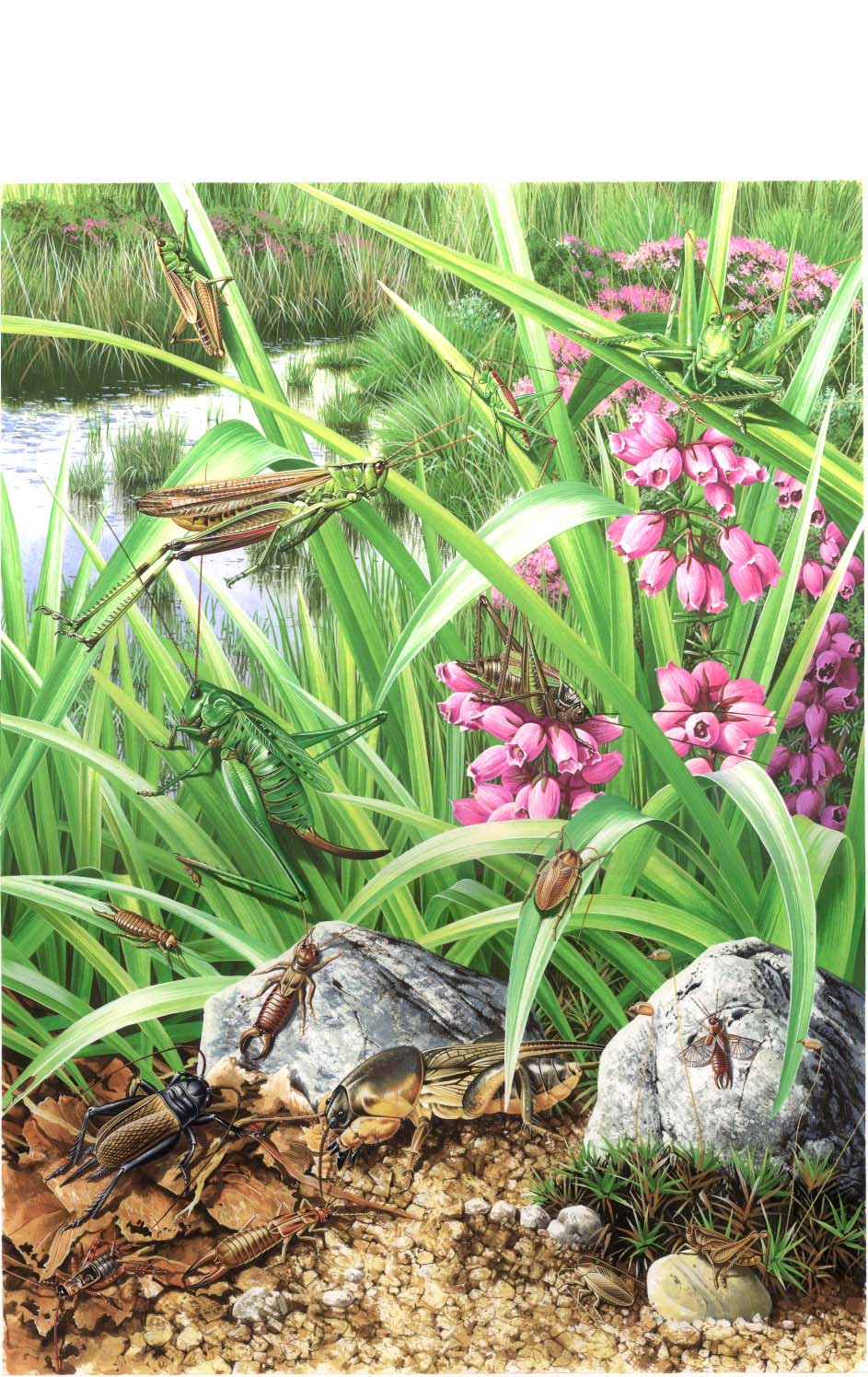 Terrestrial Invertebrates - Buglife