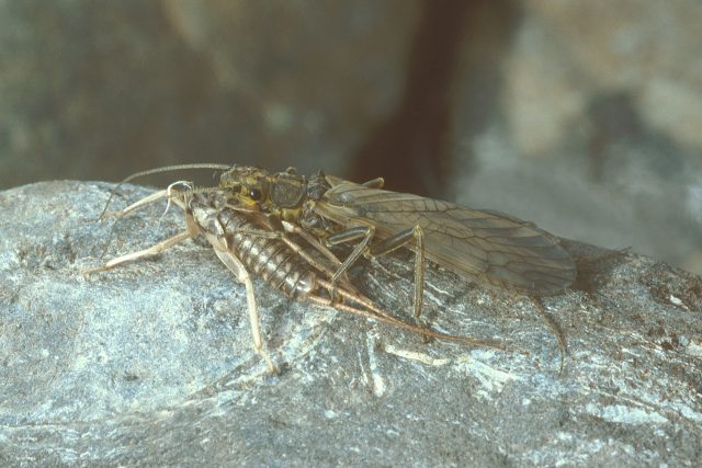 Natur am Byth! - Buglife projects