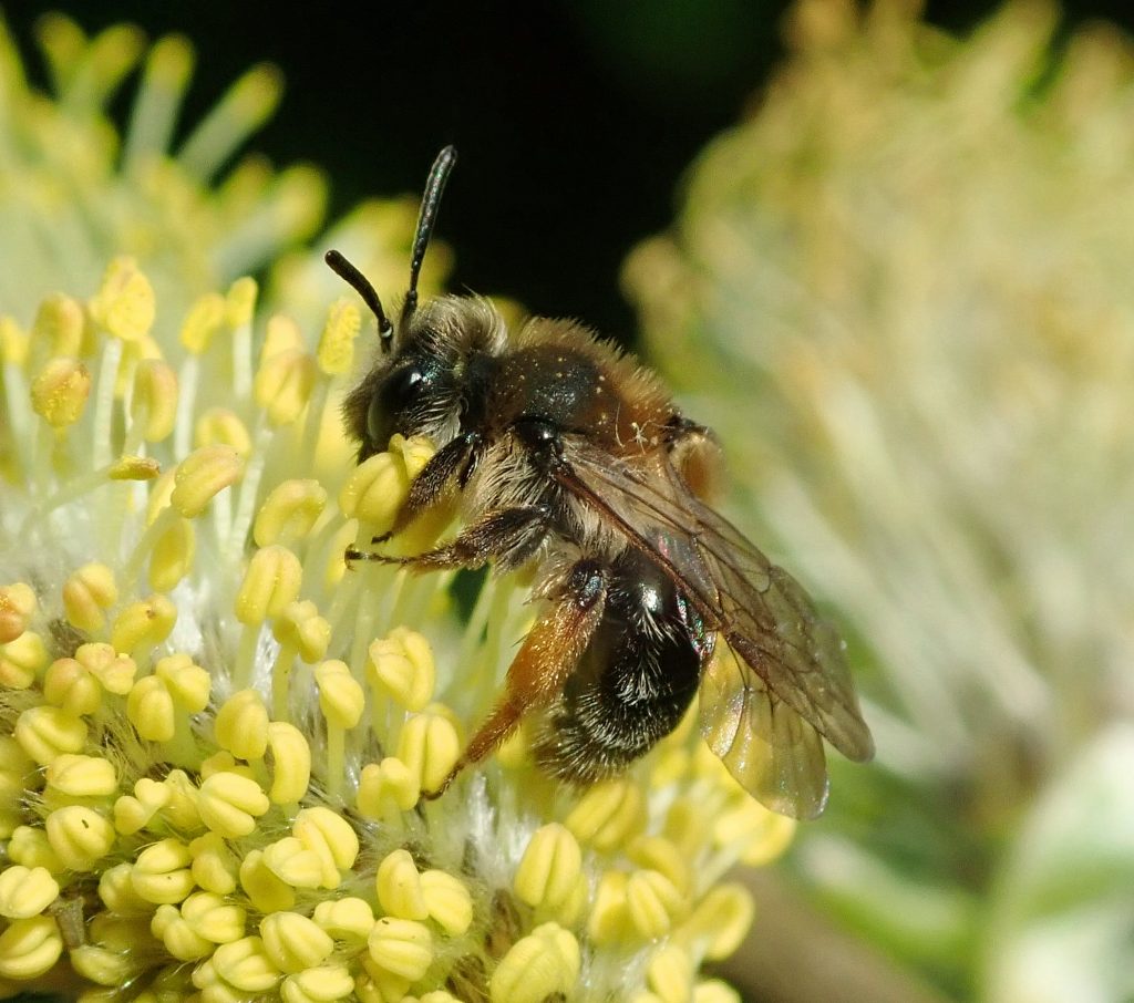 Northern Mining Bee - Bug Directory - Buglife
