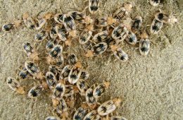 Thick-legged Flower Beetle - Bug Directory - Buglife