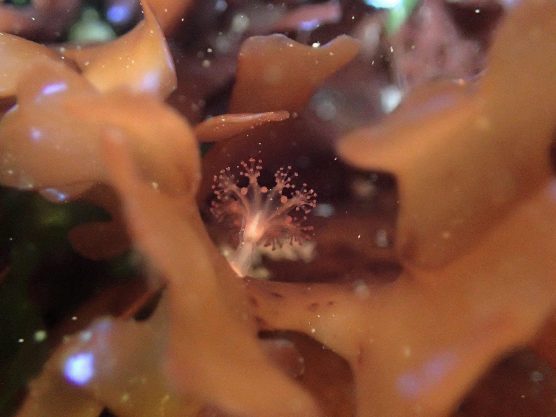 I don’t think you’re ready for these Jellies: A brief dive into the ...