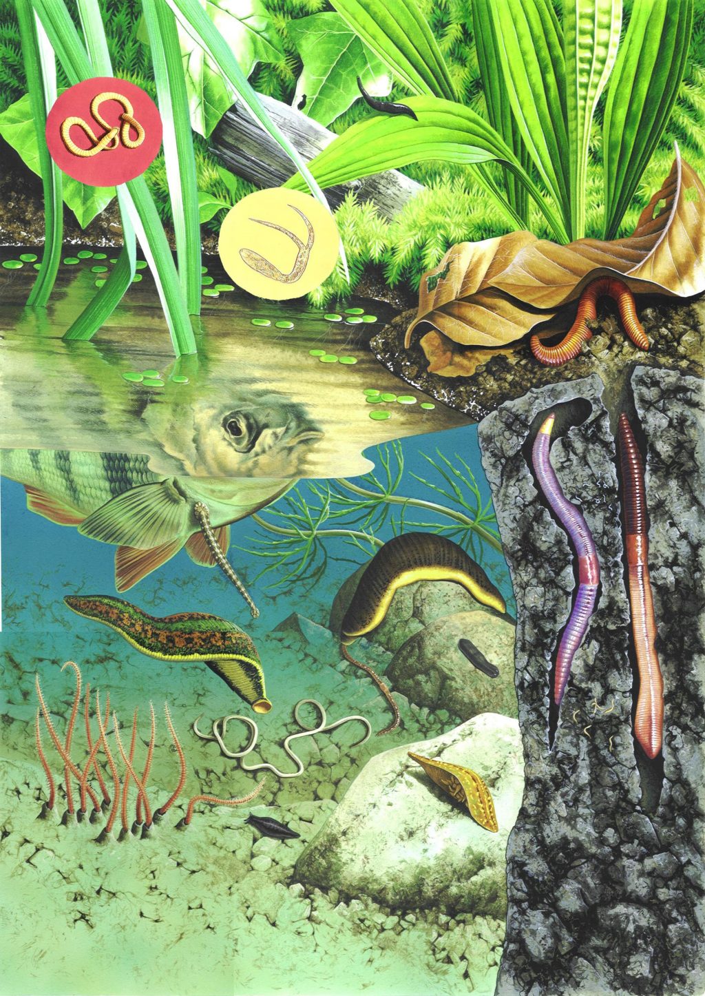 Terrestrial Invertebrates - Buglife